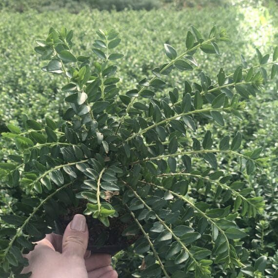 Pokrovne rastline - Vrtovi Jehart